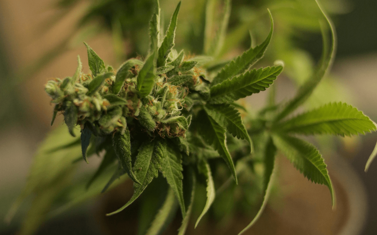 Welche Erde Fur Cannabis