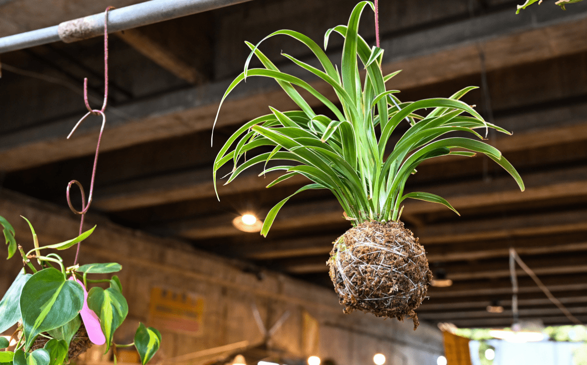 Decorative trend Kokedama: Japanese moss ball