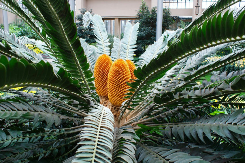 The 5 rarest plants in the world