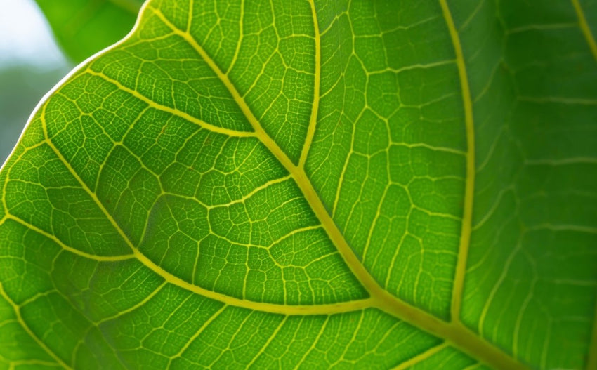 Gewebe von Pflanzen: Arten & Bildung einfach erklärt