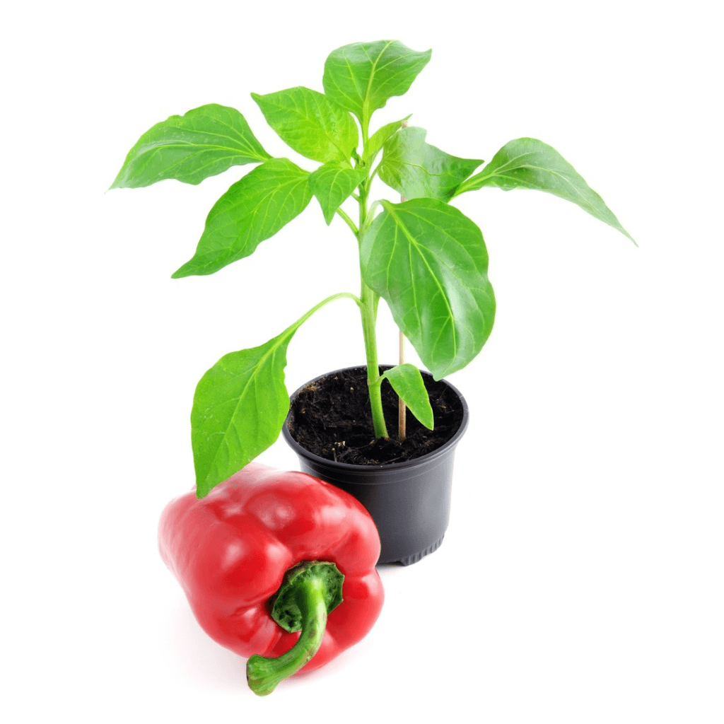 Paprika Plant