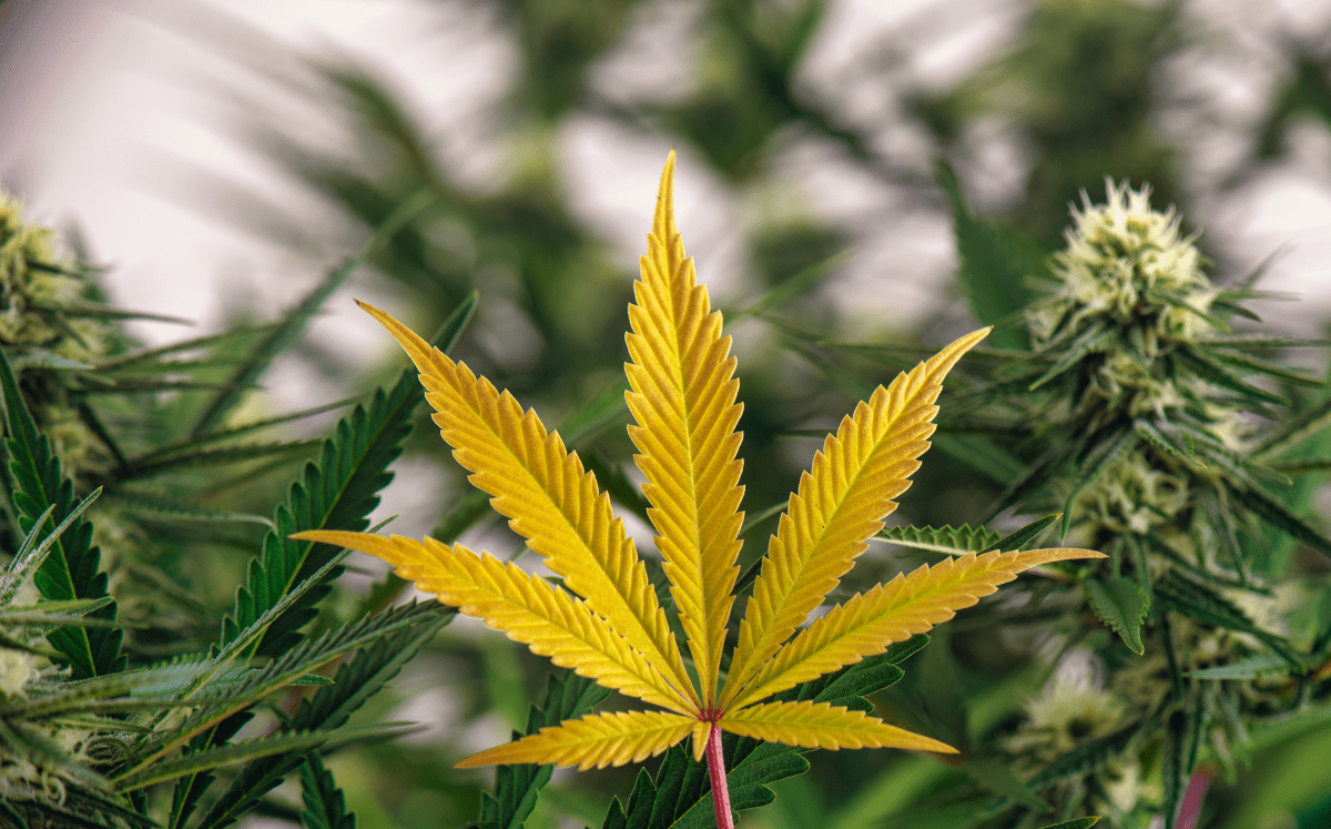 Deficiencia de nitrógeno en plantas de cannabis: Cómo reconocer los ...