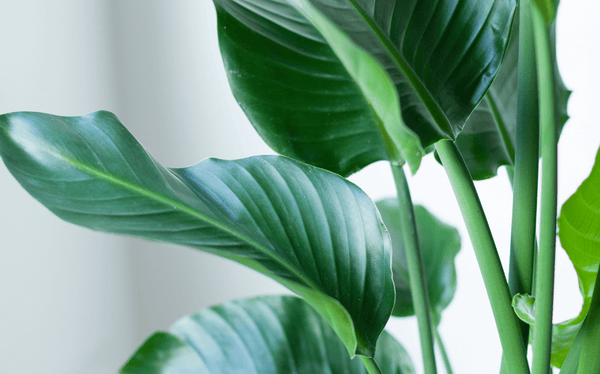 Strelitzie richtig pflegen: Unsere Tipps für den Standort, das richtige Gießen, Düngen und mehr