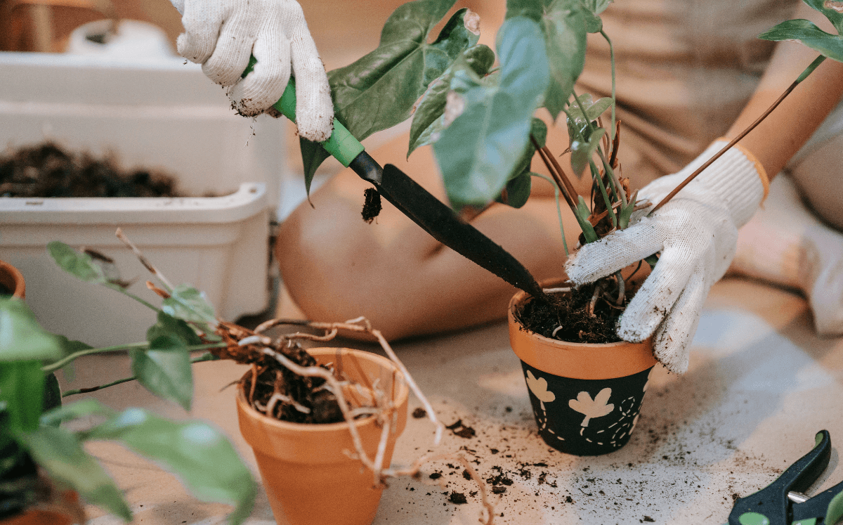 Top 6 organic substrates for your houseplants
